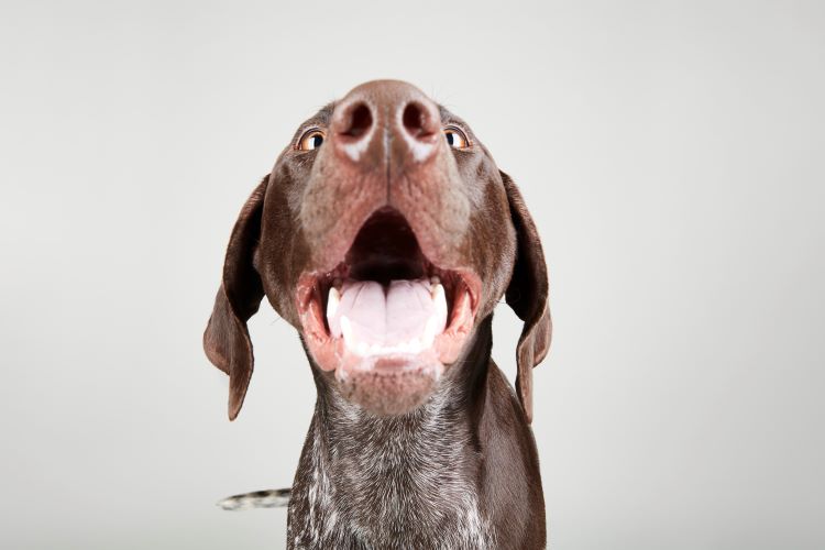 What are fleas? Here’s what you need to know I Zoetis Pets