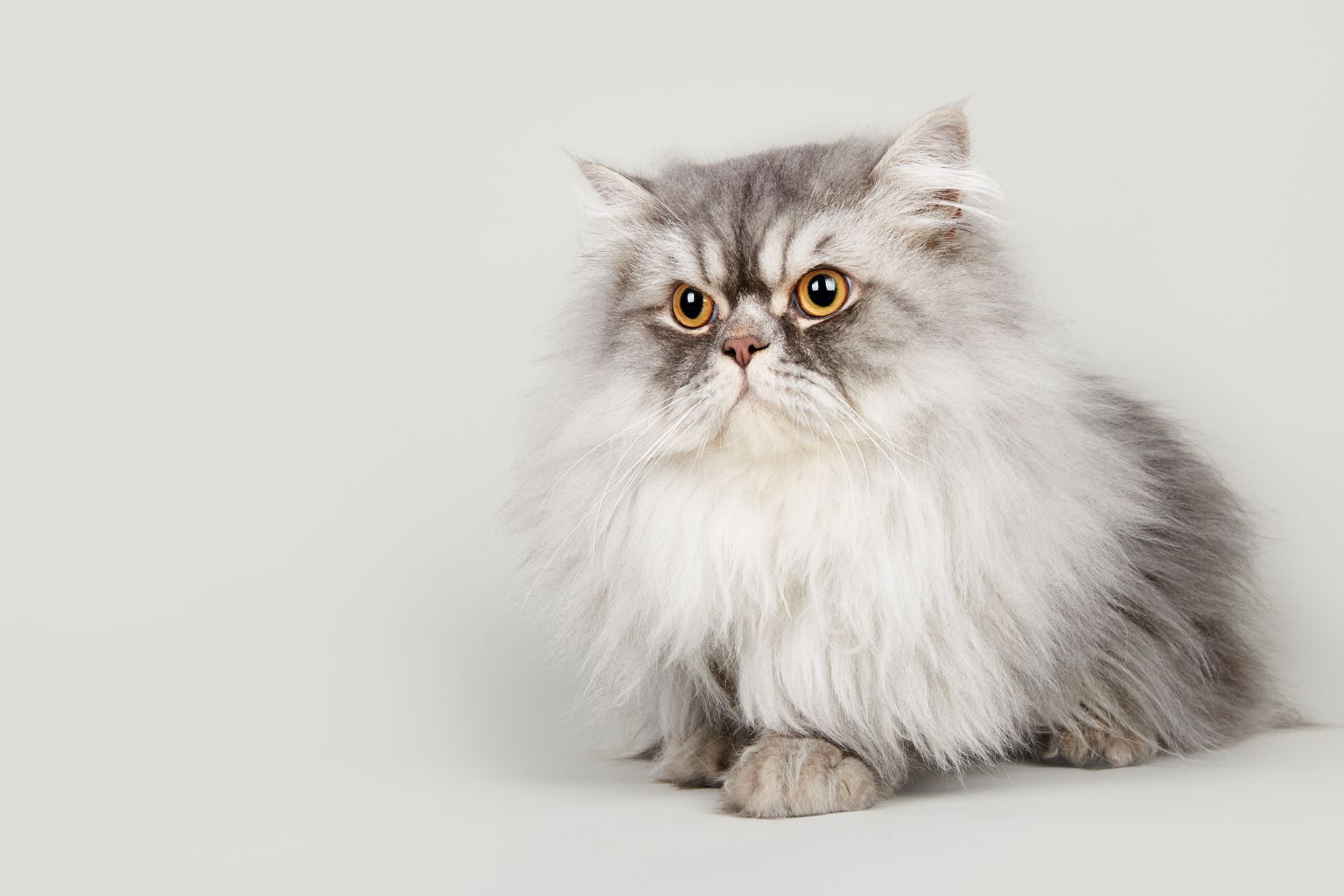 Mi gato está menos ágil: envejecimiento o artrosis | Zoetis
