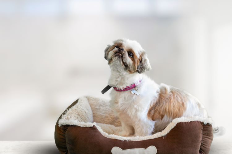 Cómo Muestran Dominio Los Perros Sobre Ti