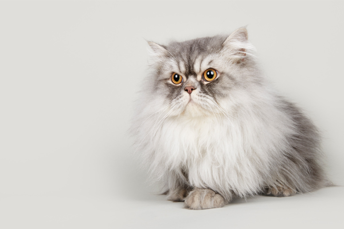 Active cats are healthy cats - how to keep stiff cats moving